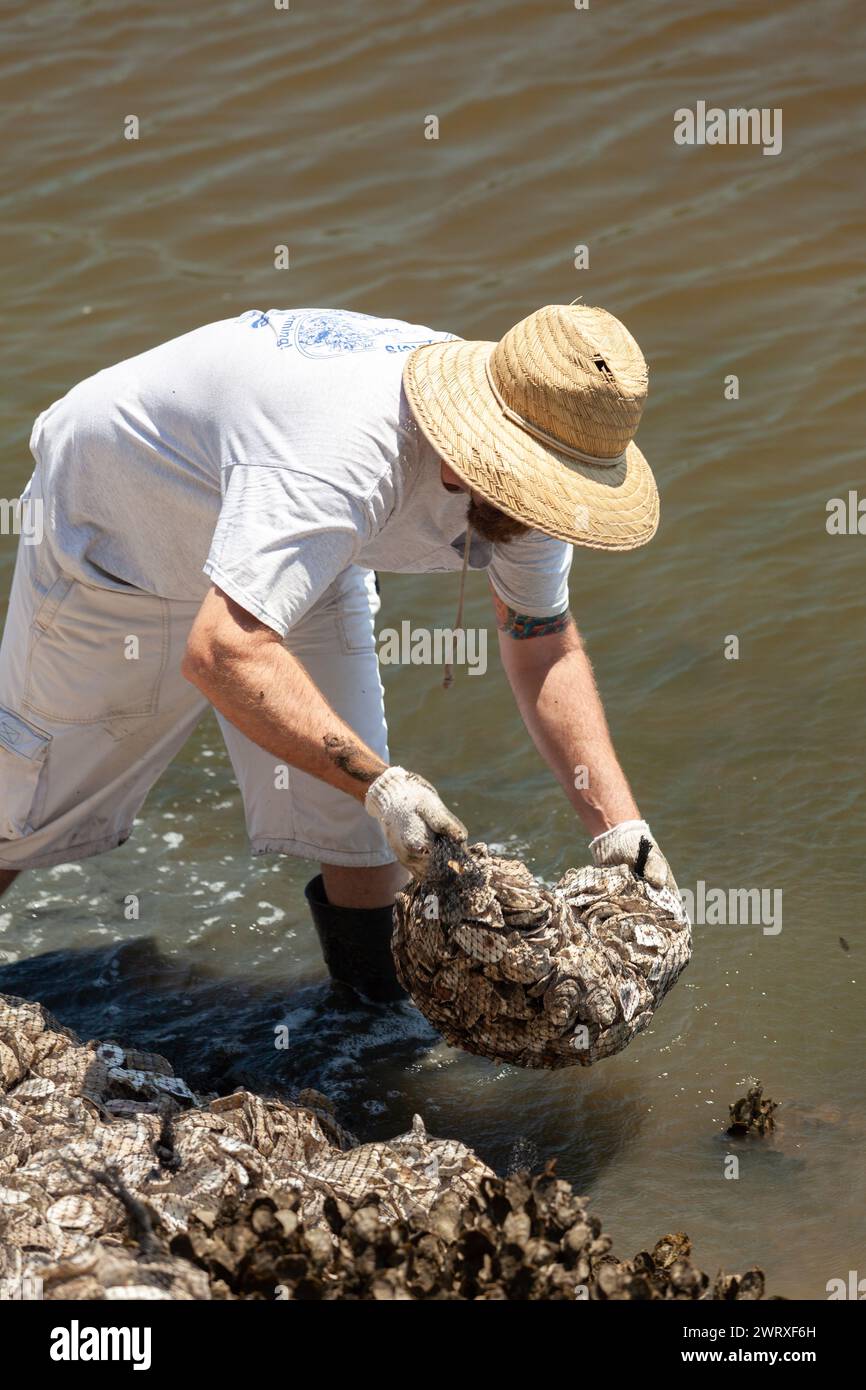 Volunteers position bags of recycled oyster shells to create an ...
