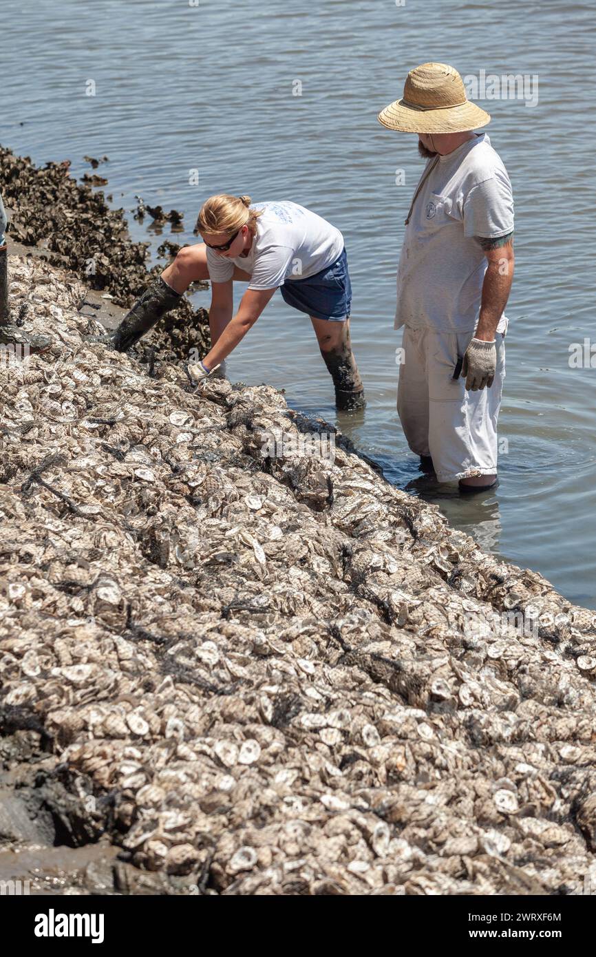Volunteers position bags of recycled oyster shells to create an ...