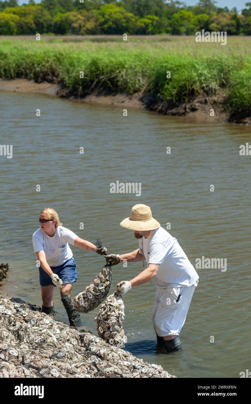 Volunteers position bags of recycled oyster shells to create an ...