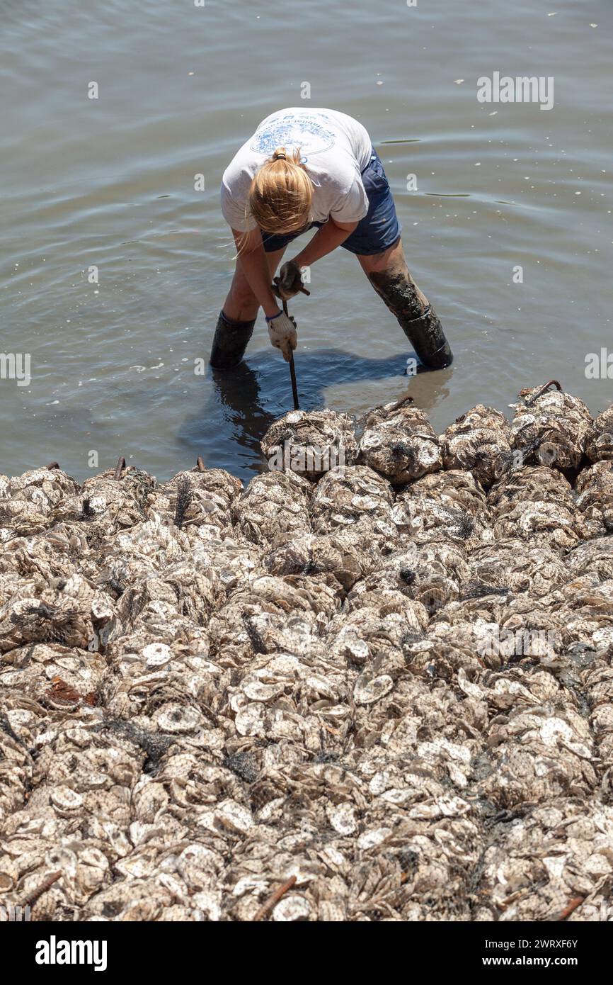 Oyster reef restoration hi-res stock photography and images - Alamy