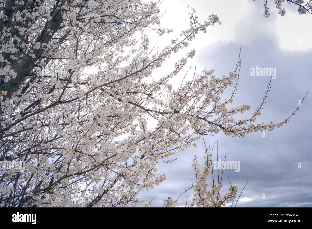 branches of blooming white hawthorn in the meadow Stock Photo - Alamy