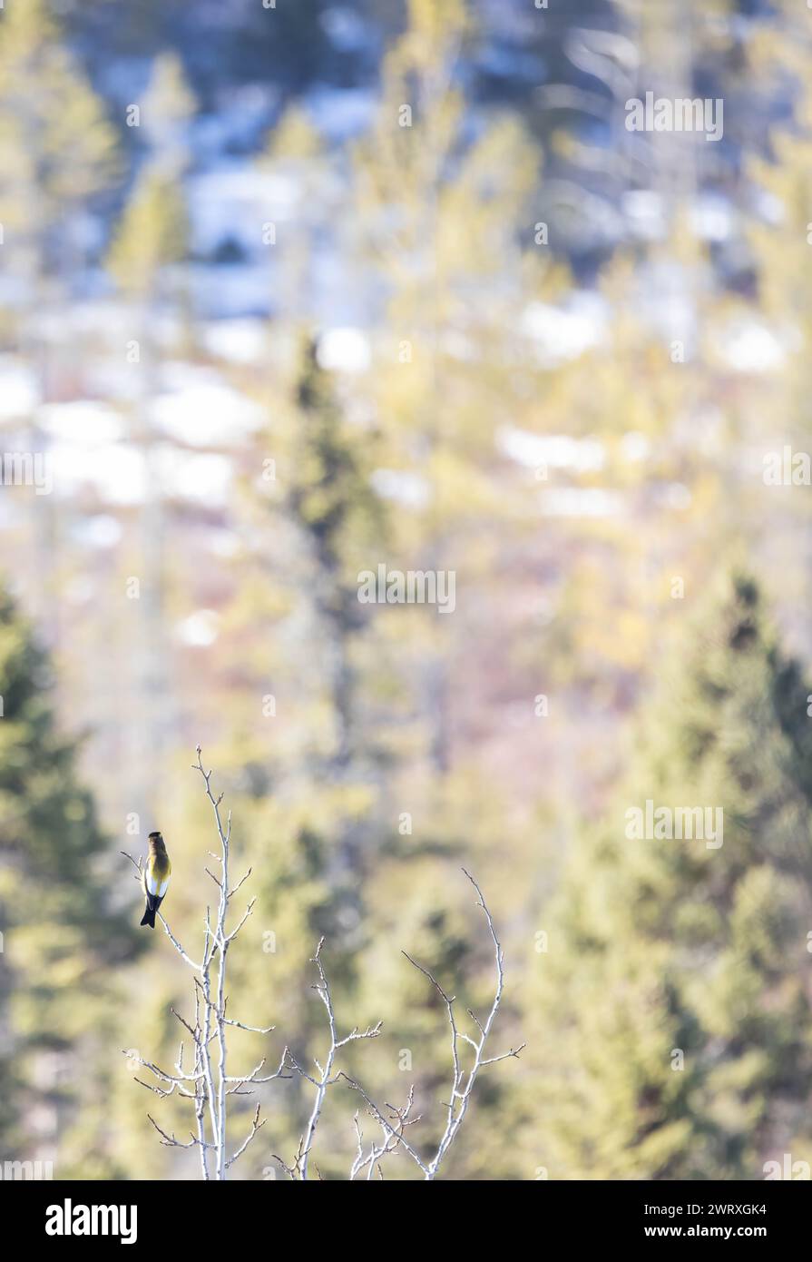 Springtime theme hi-res stock photography and images - Alamy