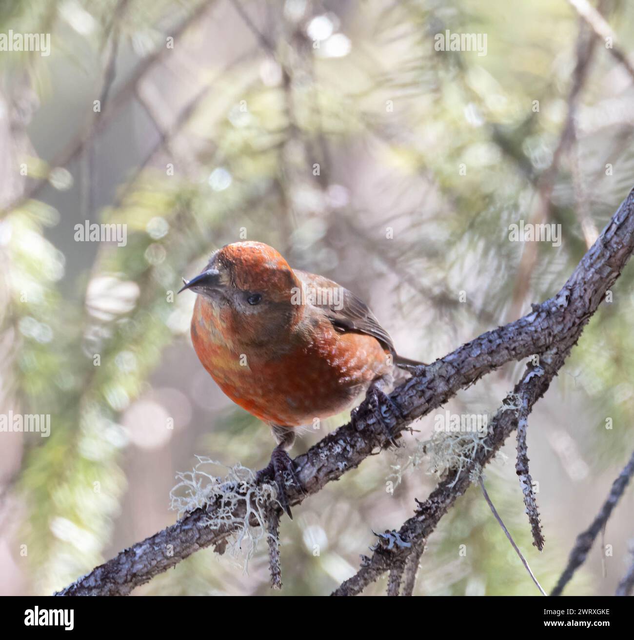 Crossbill finch hi-res stock photography and images - Alamy