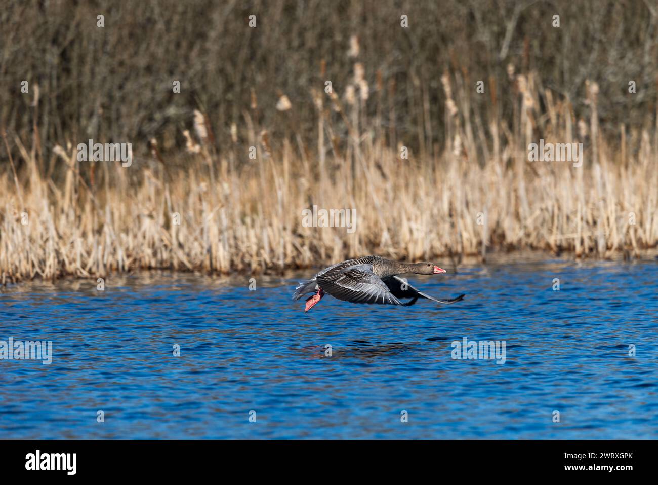 Movement flow bird flight hi-res stock photography and images - Alamy