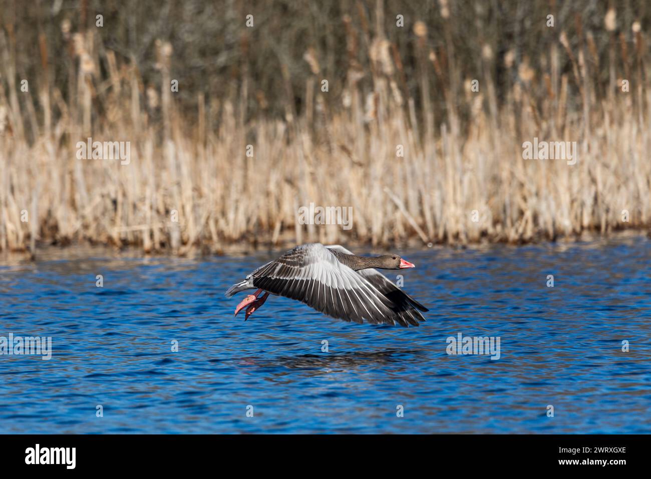 Gray goose in flight hi-res stock photography and images - Alamy