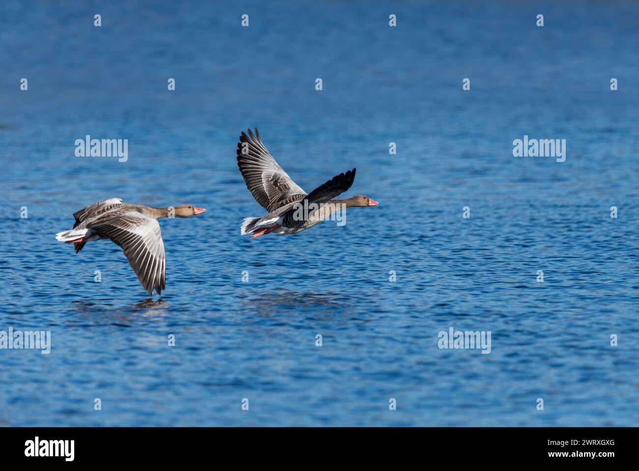 Movement flow bird flight hi-res stock photography and images - Alamy