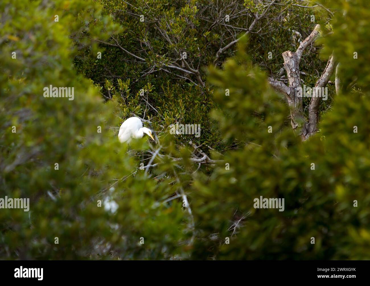 A Great Egret (Ardea alba) foraging in salt marsh wetlands at ...