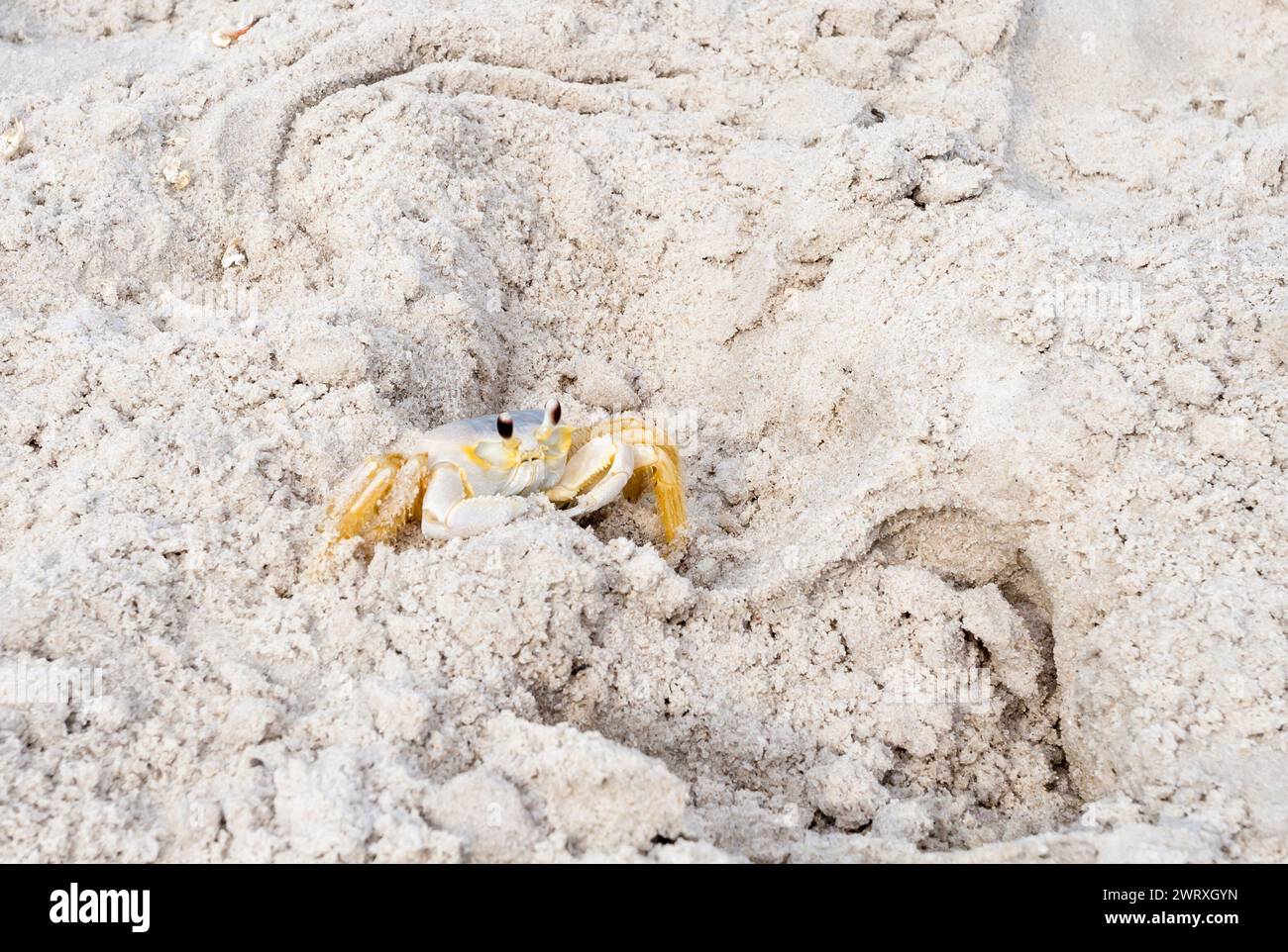 An Atlantic Ghost Crab (Ocypode quadrata) in the sand at Assateague ...