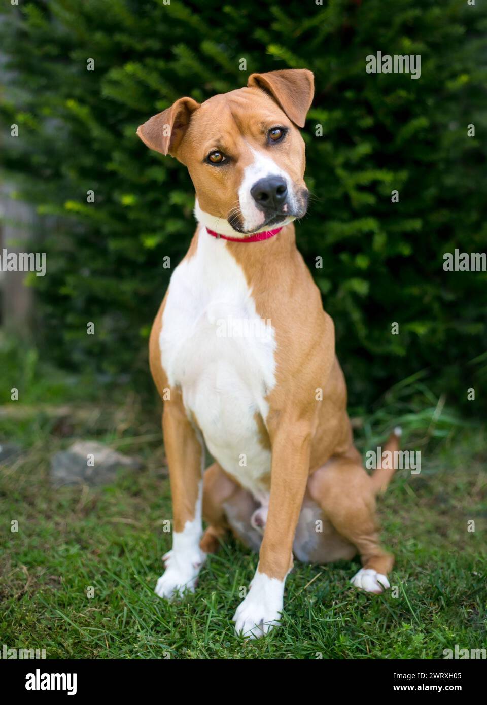 A red and white Terrier mixed breed dog with floppy ears listening with ...