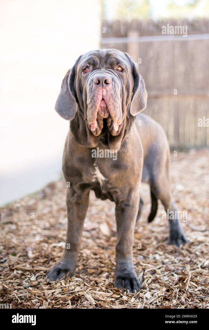 A purebred Neapolitan Mastiff dog with ectropion Stock Photo - Alamy