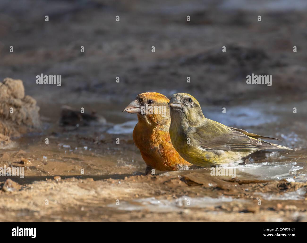 Female red crossbill hi-res stock photography and images - Alamy