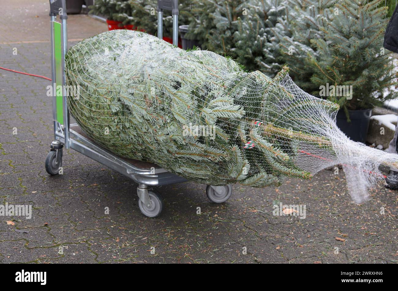 Packaged christmas tree loaded on a shopping cart Stock Photo - Alamy
