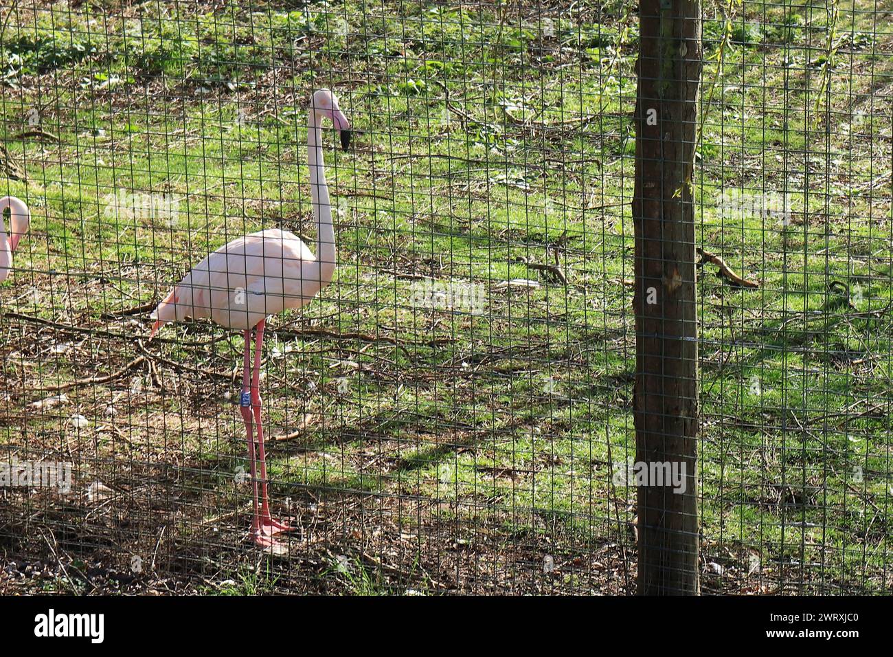 Flamingo enclosure hi-res stock photography and images - Alamy