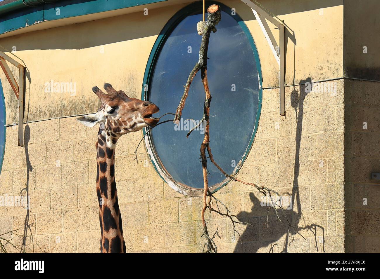 Zoo enclosure giraffe hi-res stock photography and images - Alamy