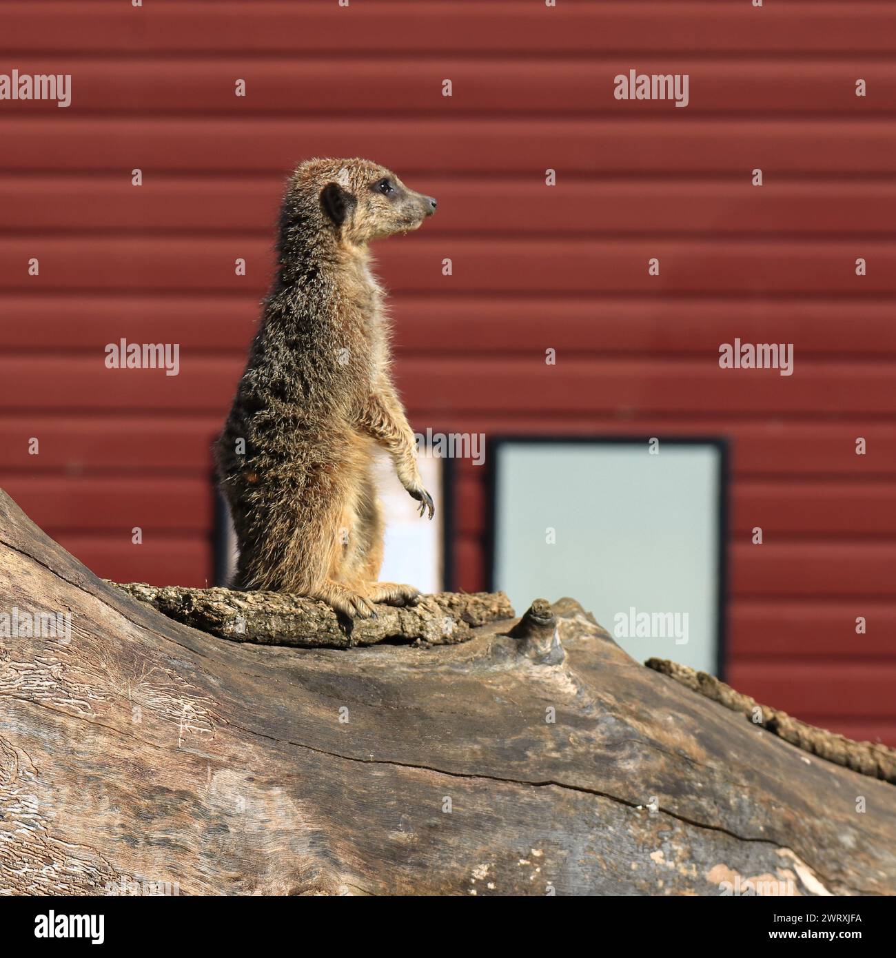 Side view of a meerkat, a small type of mongoose. 3 March 2023. Marwell ...