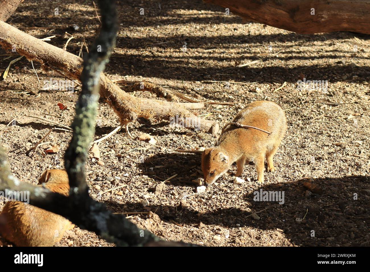 Mongoose in zoo hi-res stock photography and images - Alamy