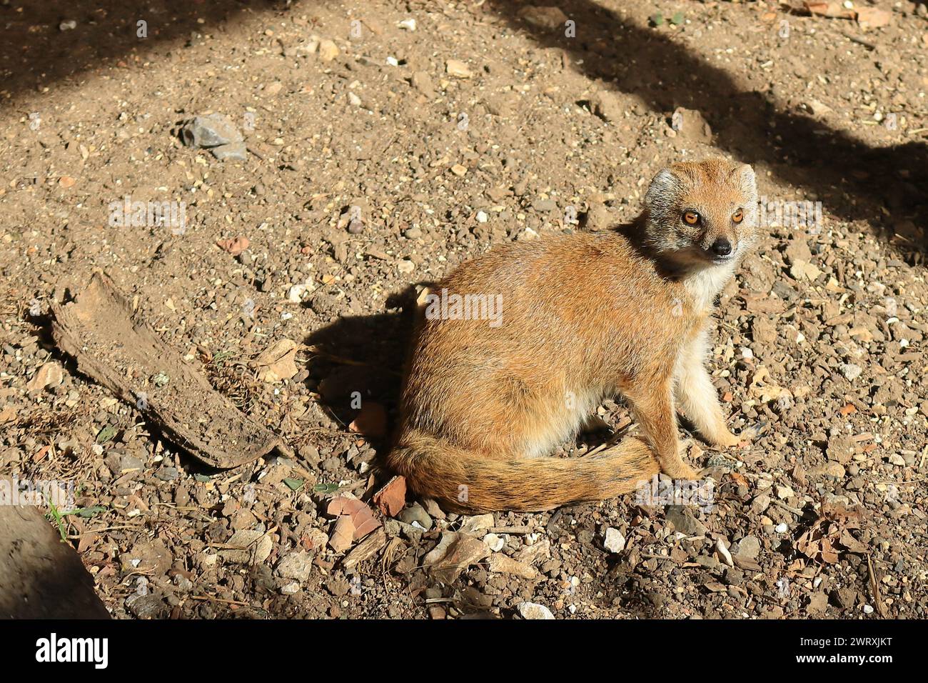 3 mongoose hi-res stock photography and images - Alamy