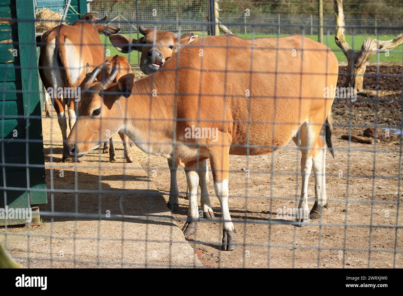 A female banteng, an endangered species, within an enclosure. 3 March ...