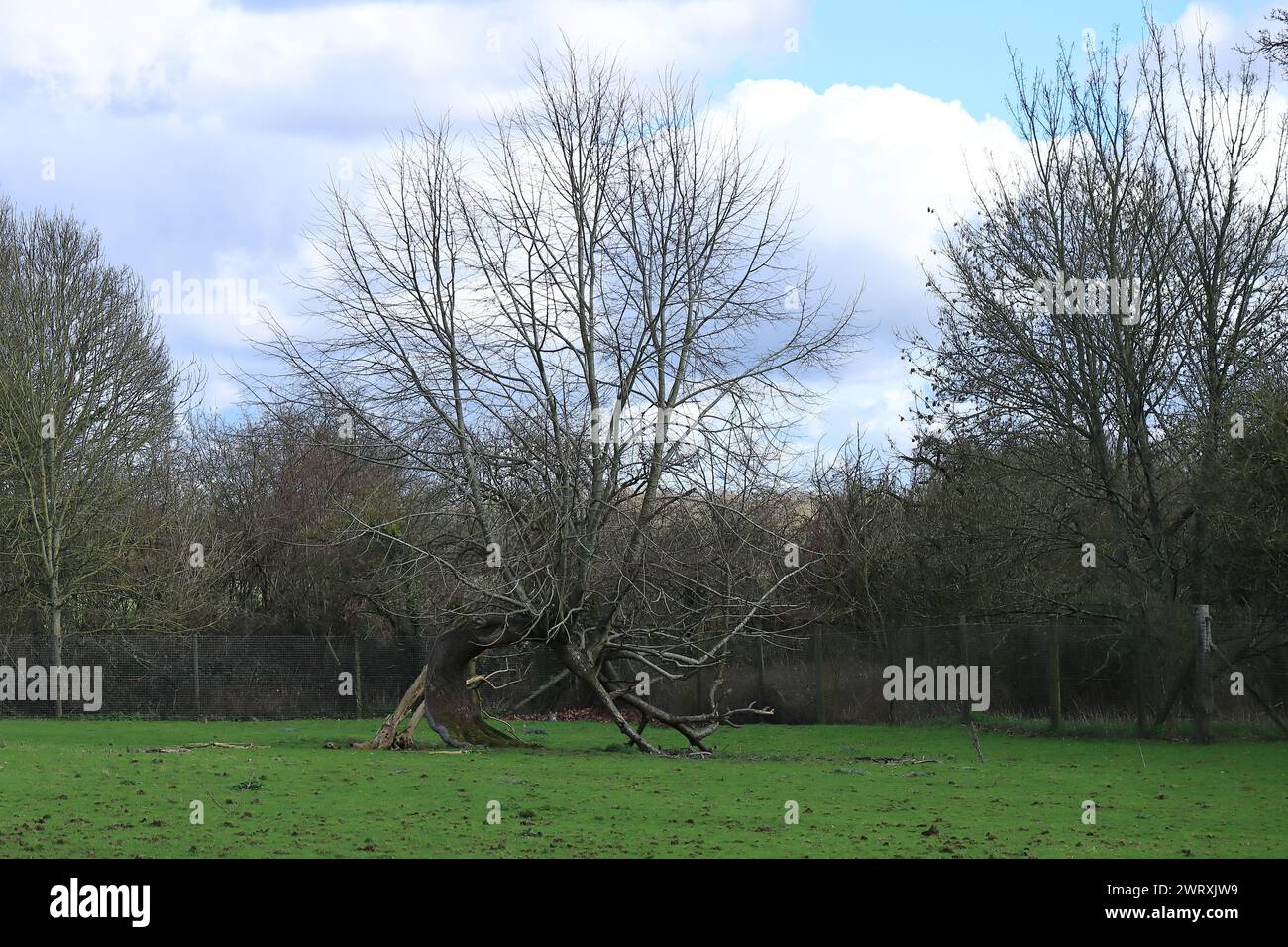 An unusually deformed tree on the grounds at Marwell. 3 March 2023 ...
