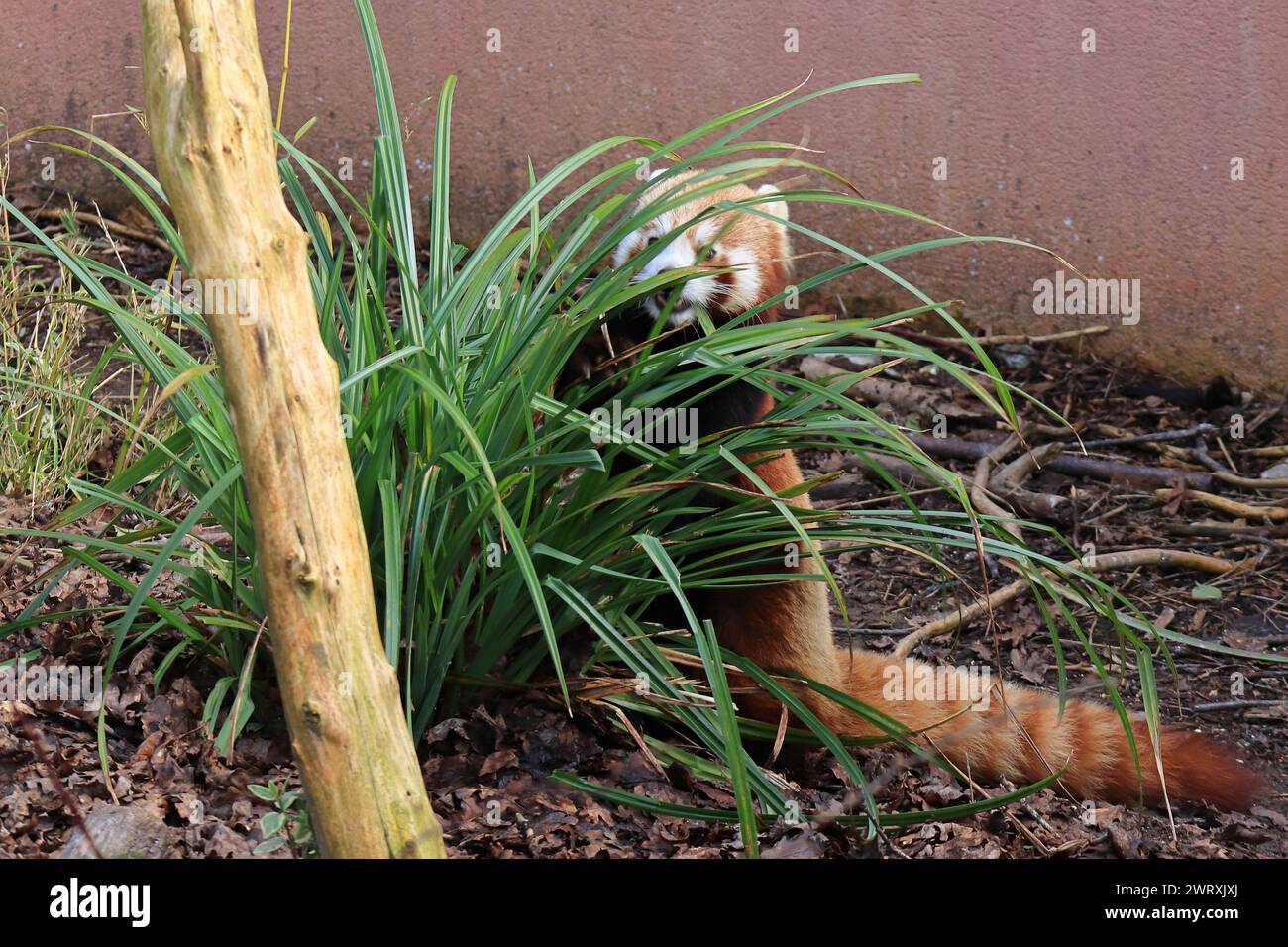 A red panda, an endangered species, within an enclosure. 3 March 2023 ...
