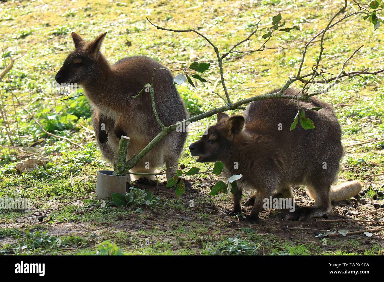 Two red necked wallabies. 3 March 2023. Marwell Zoo, nr Winchester ...
