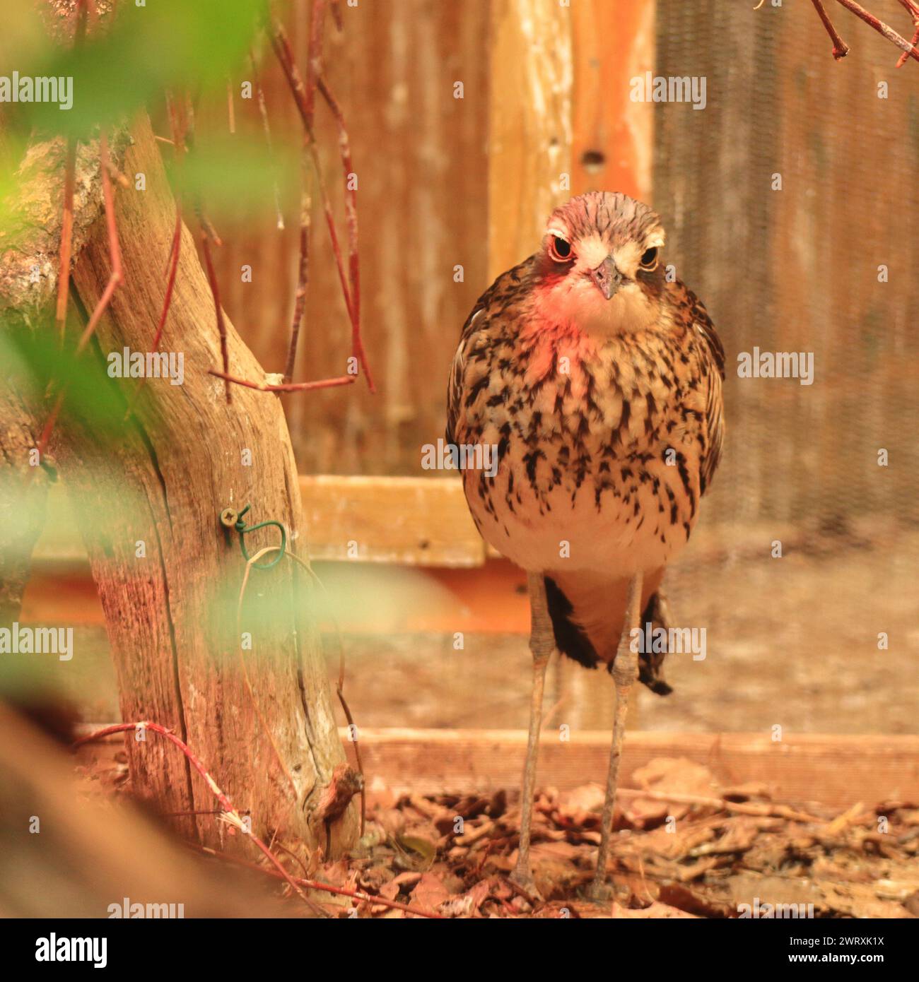 A stone curlew within an aviary. 3 March 2023. Marwell Zoo, nr ...