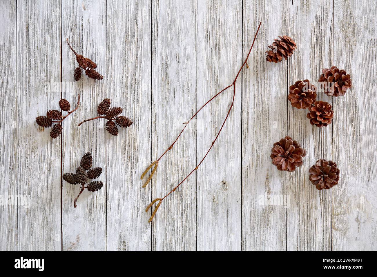 Still life composition of tiny pine cones and a Douglas fir cone, Alder ...