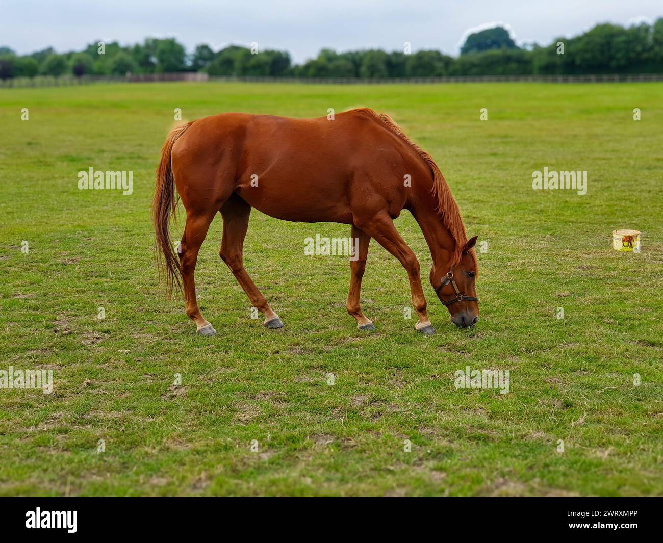Arabian Stallion's Rest: Serene Scene on the Ground Stock Photo - Alamy