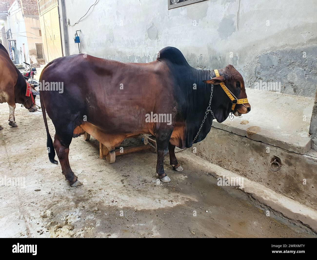 Qurbani Animal Cow And Goat Images And Different