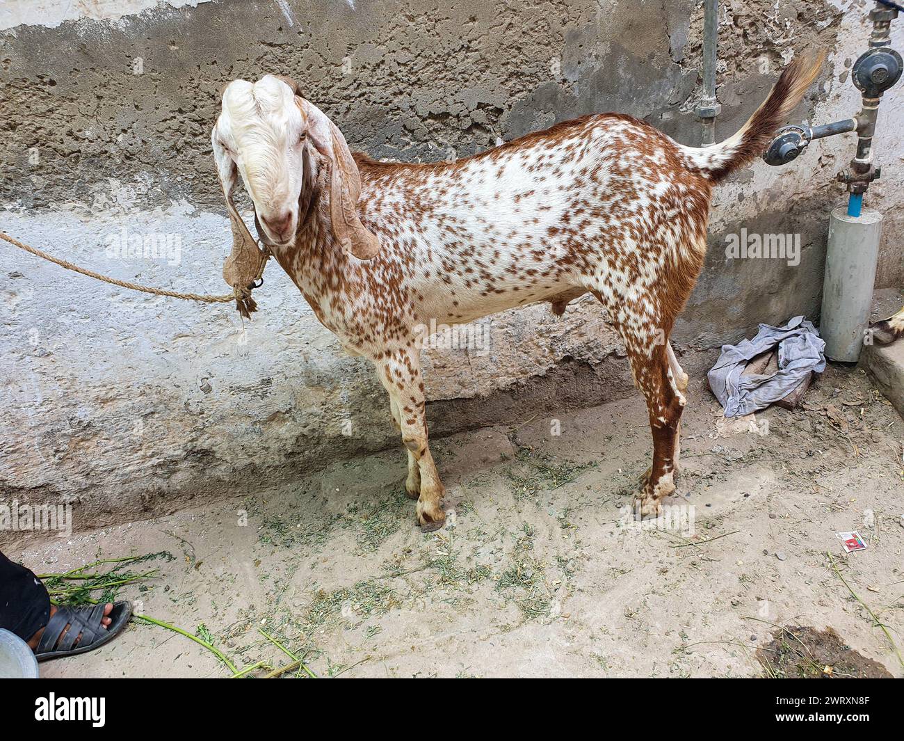 goat qurbani eid ul adha Stock Photo - Alamy