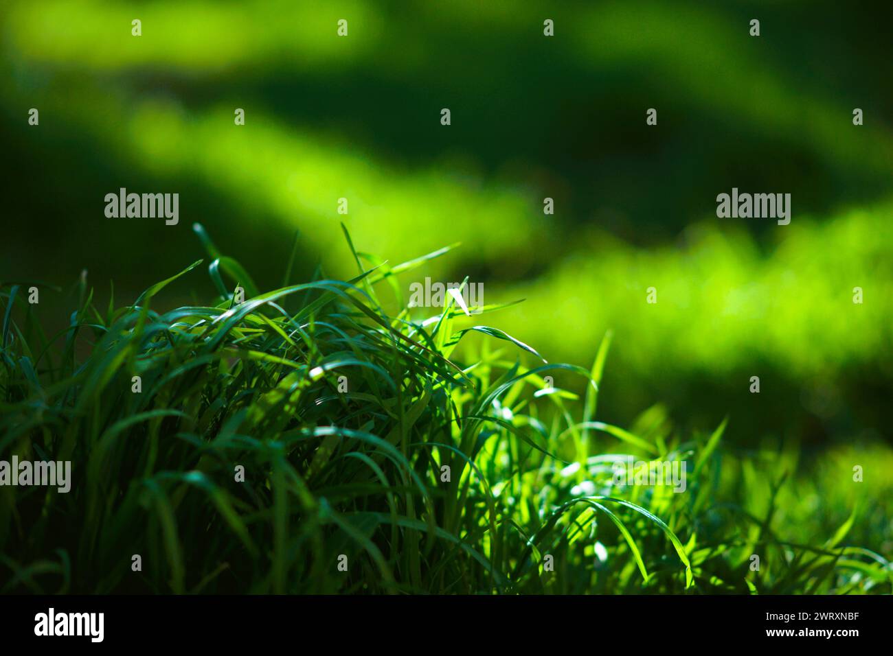 Fresh green grass grow in spring field, side view, copy space Stock ...