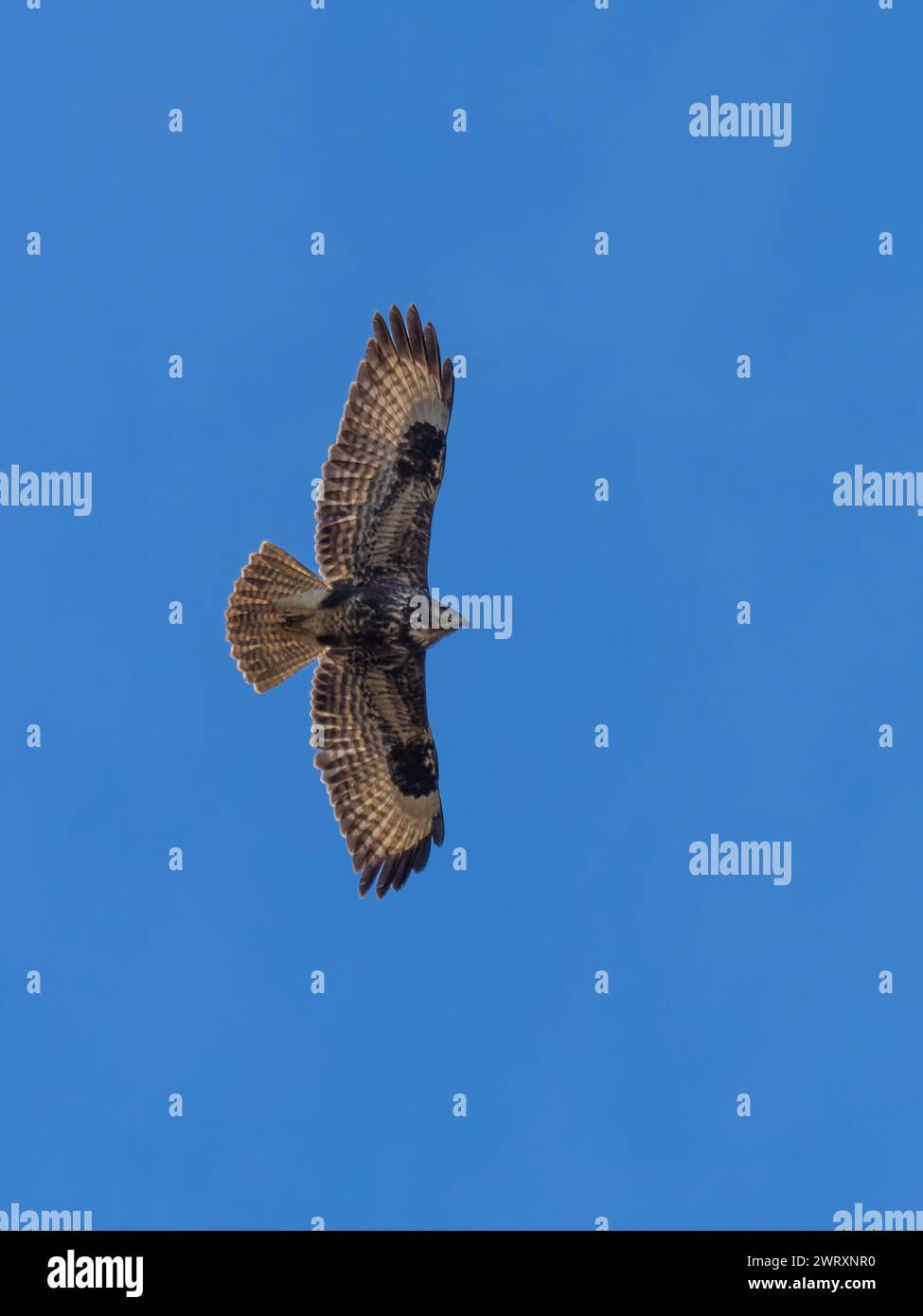 Buzzard soaring hi-res stock photography and images - Alamy