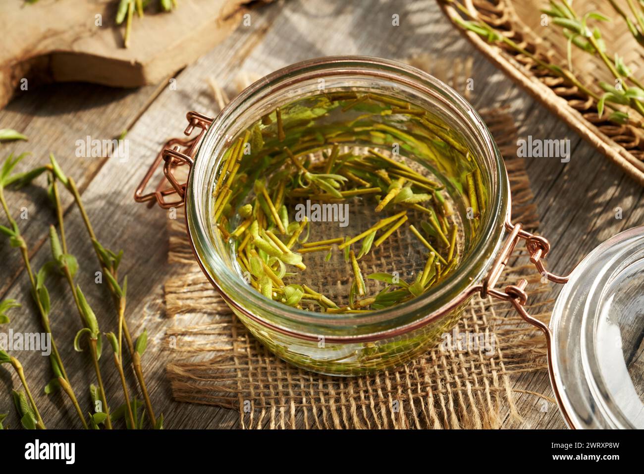 Preparation of gemmotherapeutic herbal tincture from willow branches ...