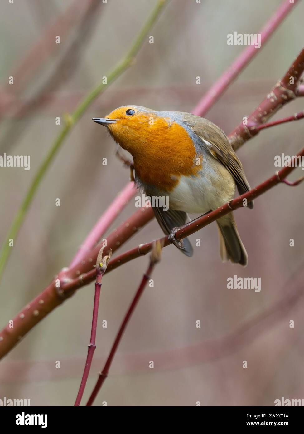 Posing adult robin hi-res stock photography and images - Alamy