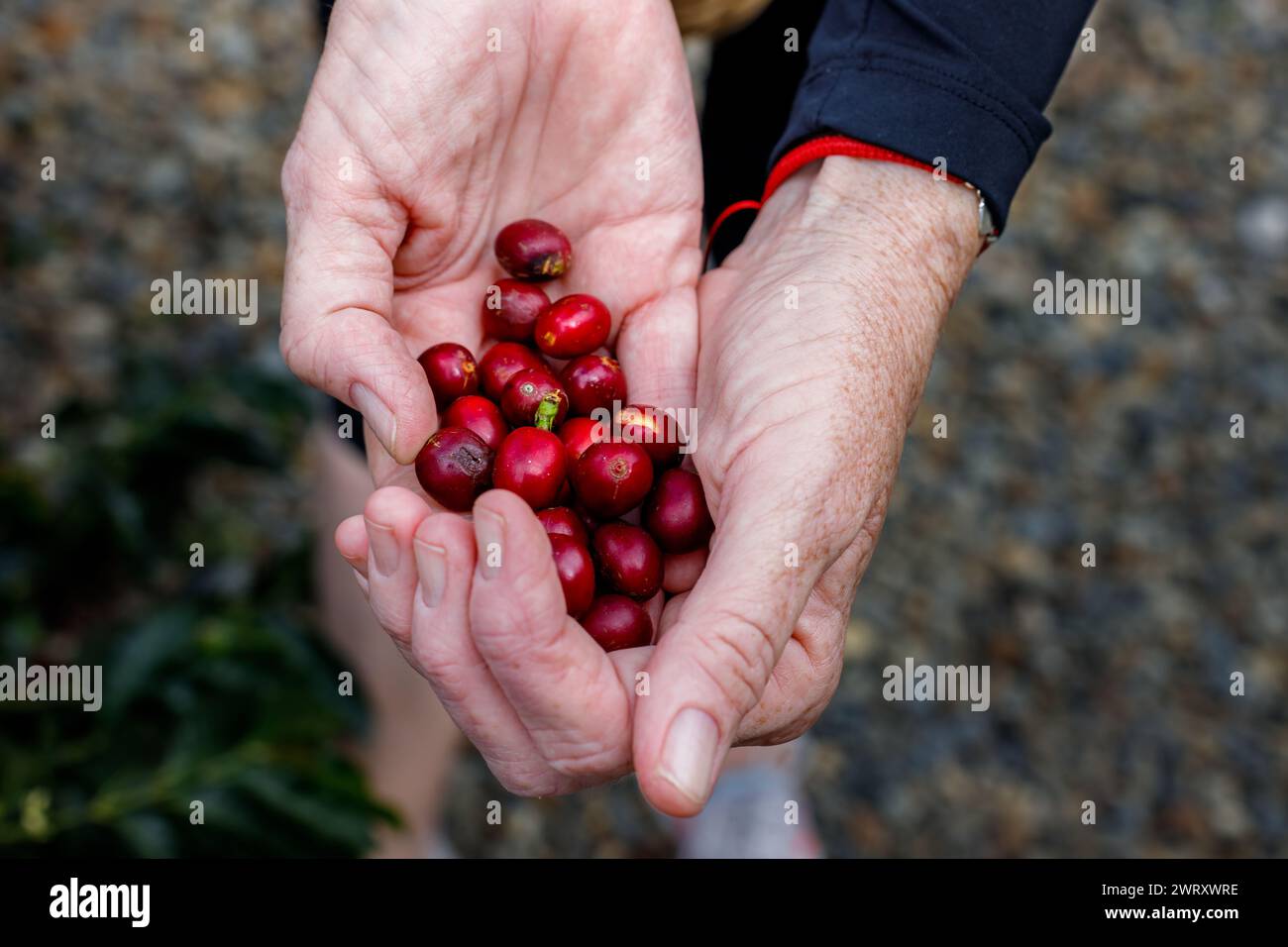 Ripe coffee beans hi-res stock photography and images - Alamy
