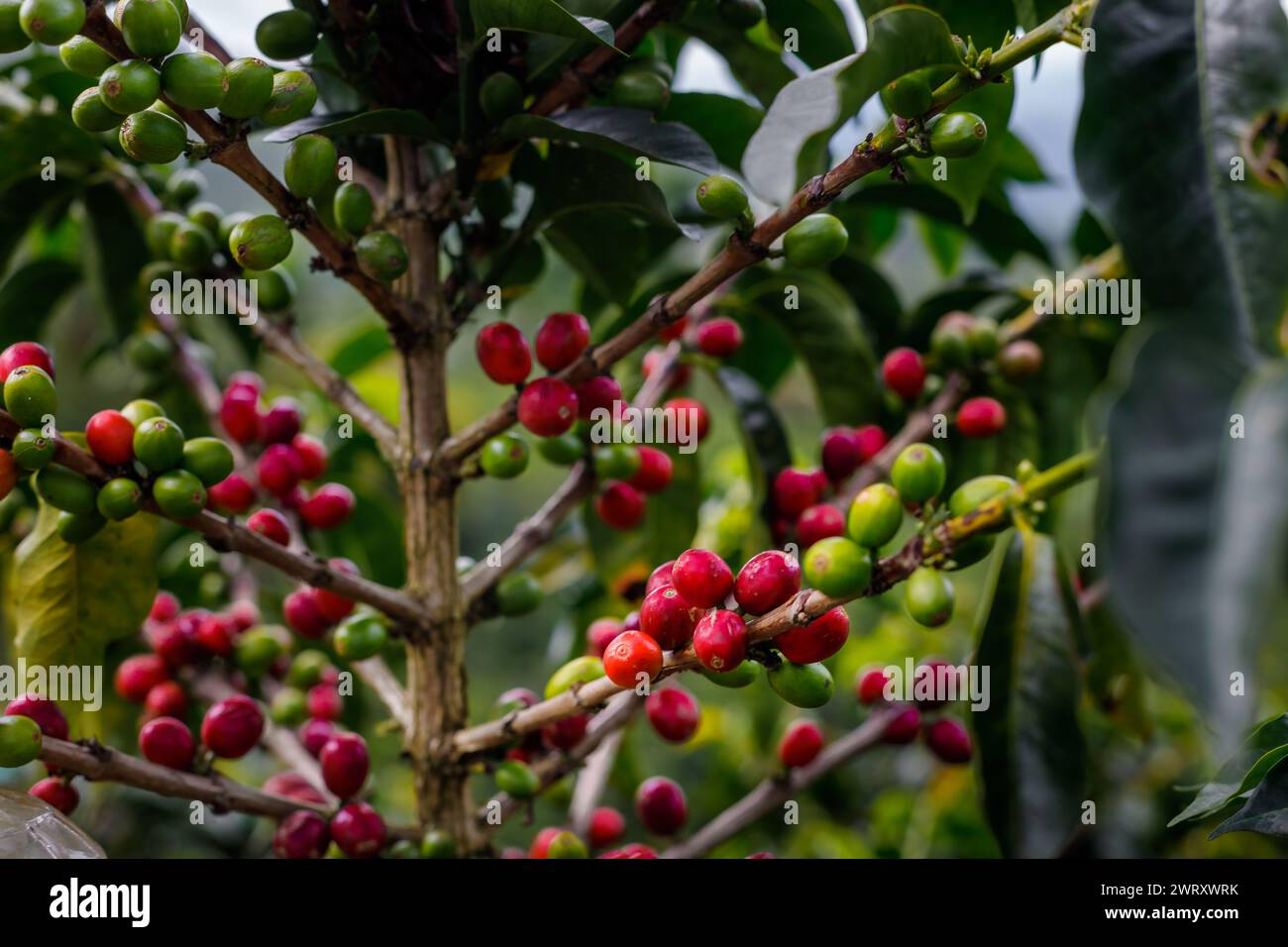 Red and green coffee beans on a plant Stock Photo - Alamy