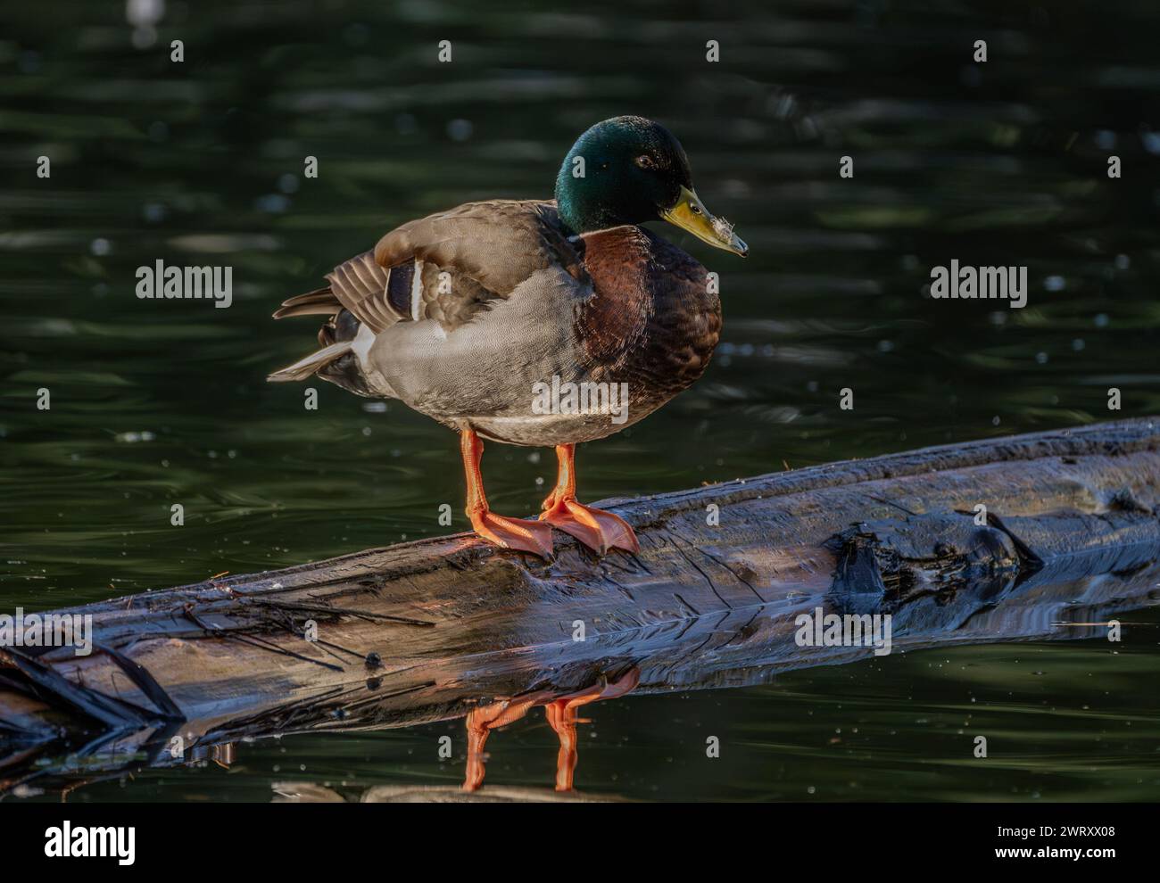 A male mallard duck (Anas platyrhynchos) stands on a log in a pond in ...