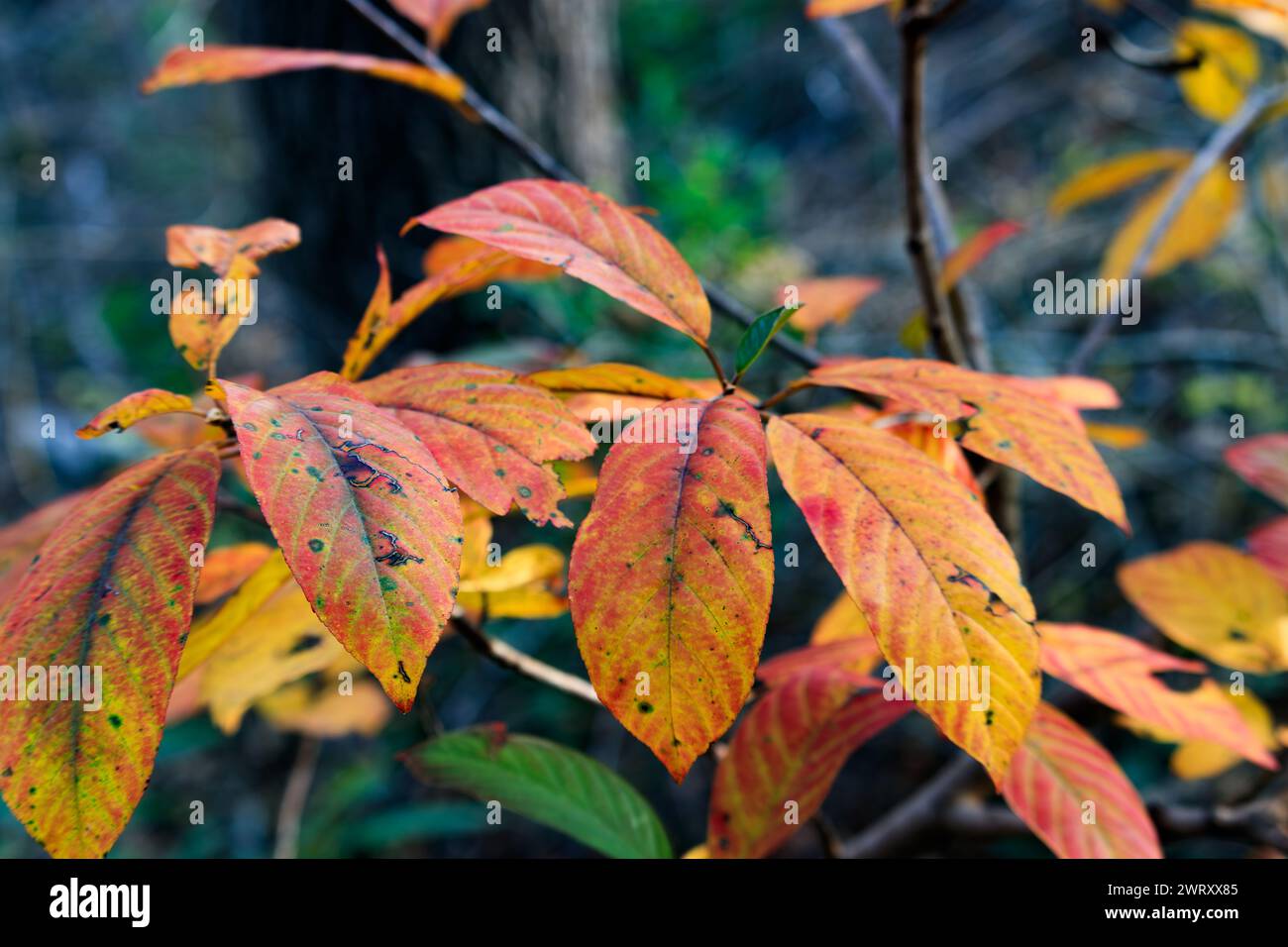 The image captures a close-up view of a cluster of leaves in the midst ...