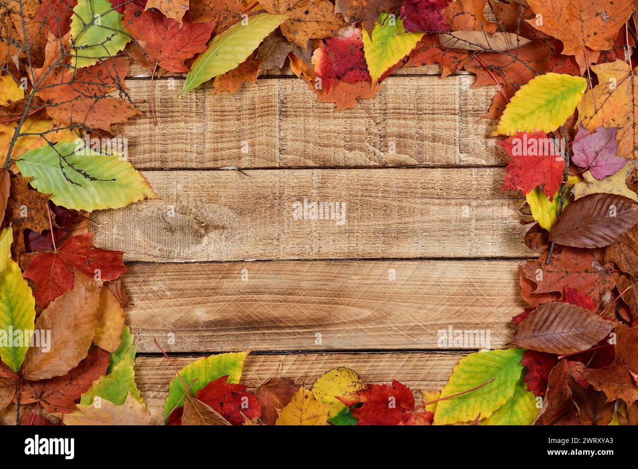 Autumn leaves colored on wood board background with copy space. Rough ...