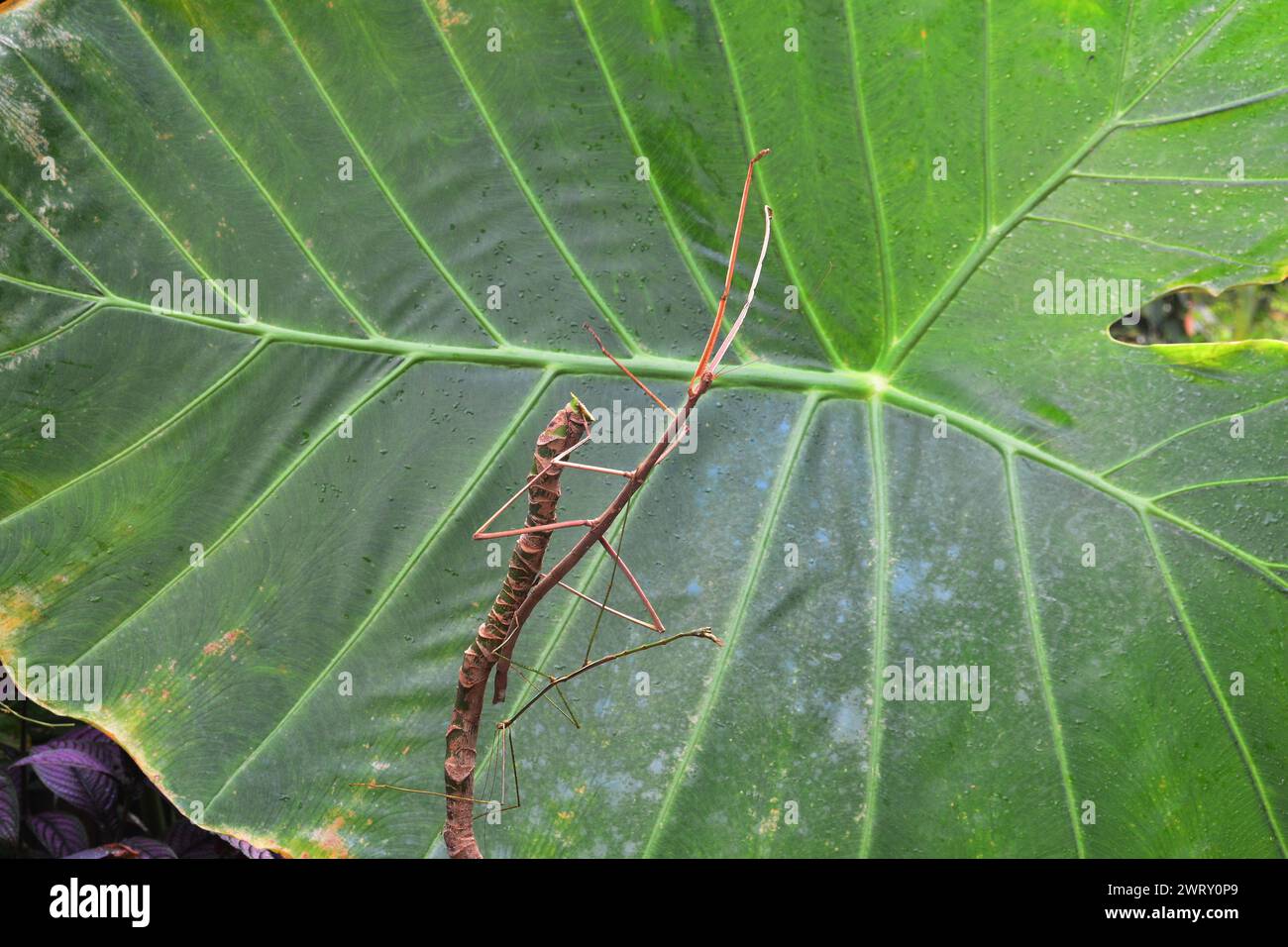 Stick leaf insects hi-res stock photography and images - Alamy