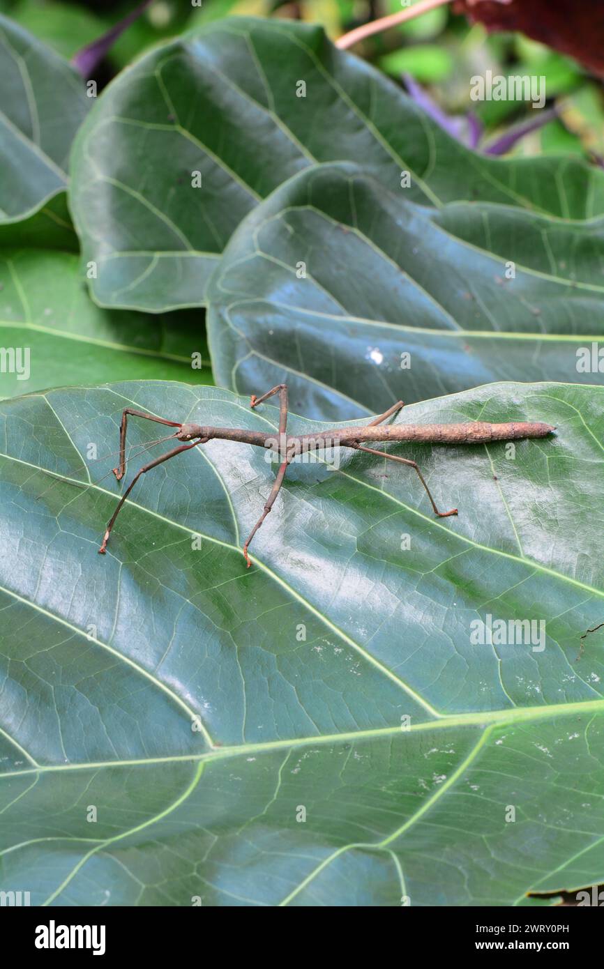Stick leaf insects hi-res stock photography and images - Alamy