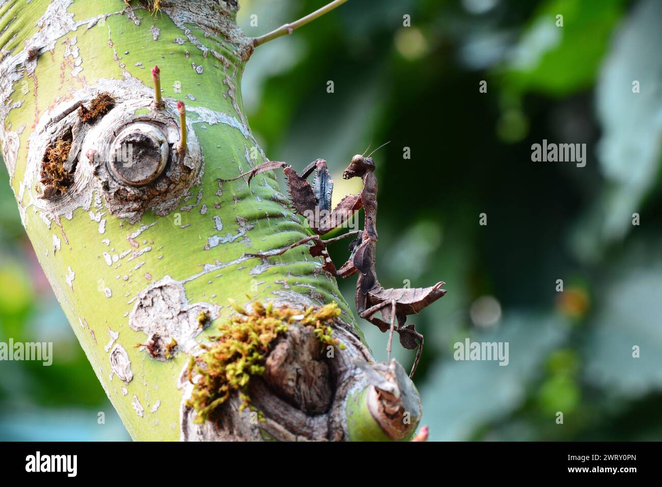 Praying mantis hunting in the gardens Stock Photo - Alamy