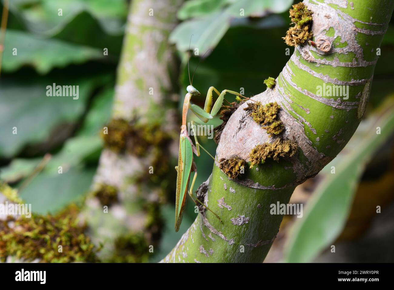 Praying mantis hunting in the gardens Stock Photo - Alamy