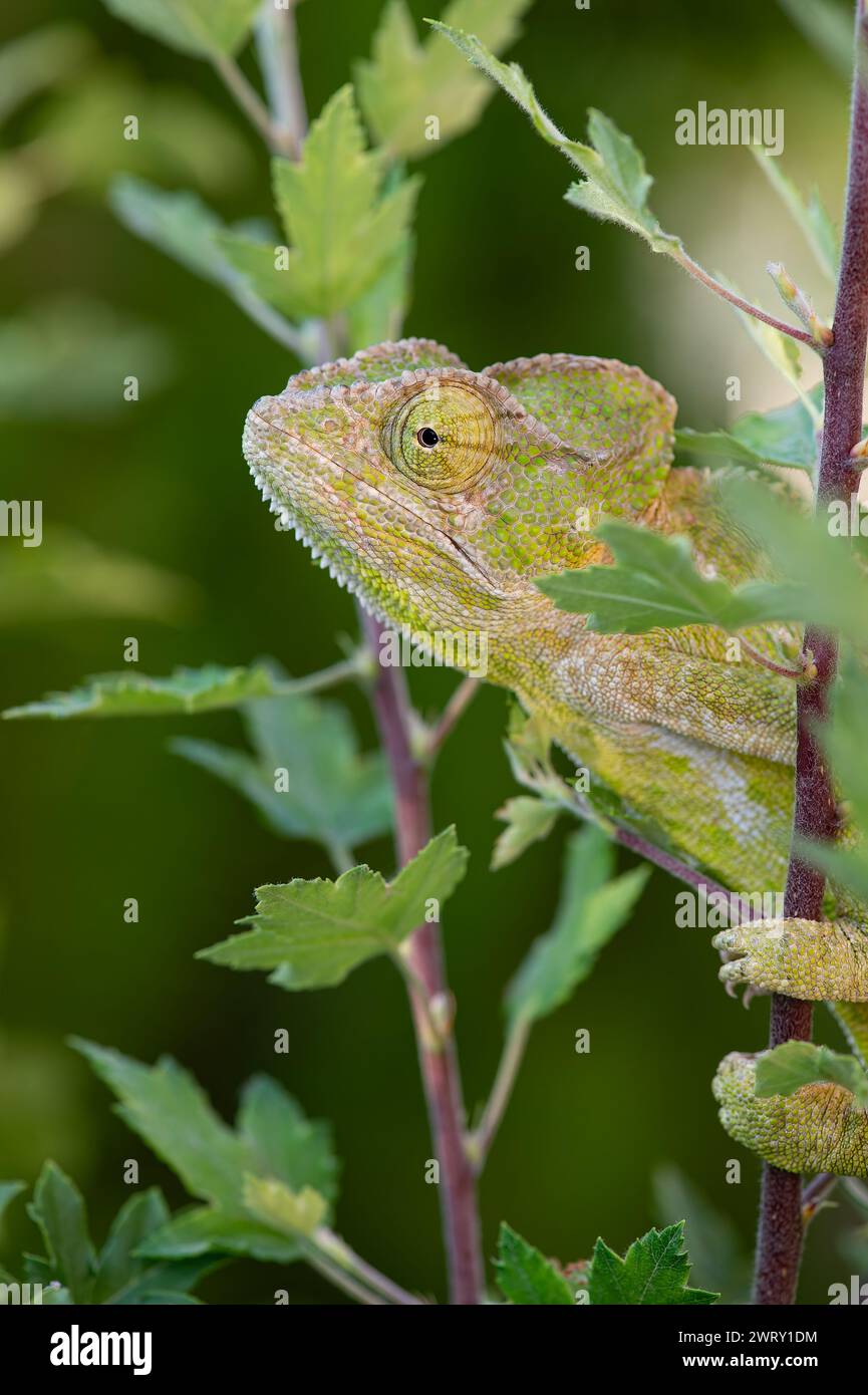 Chamaeleon illustration hi-res stock photography and images - Alamy