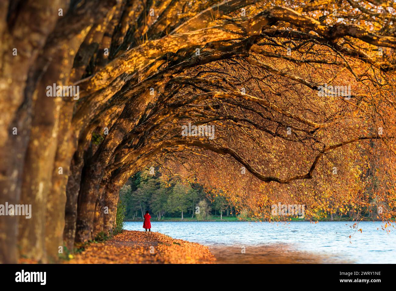 Serene walk under canopy trees hi-res stock photography and images - Alamy