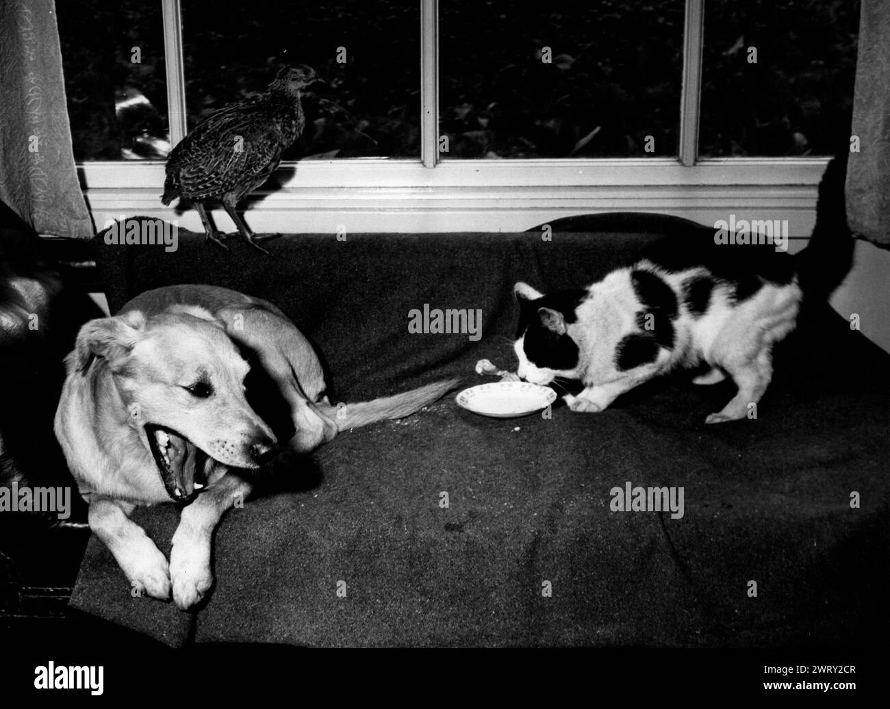 Parfitt family Black and White Stock Photos & Images - Alamy