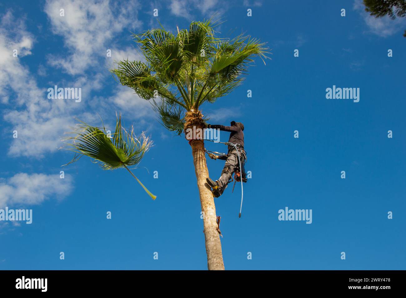 Palm tree pruner cleaning a washingtonia palm tree with blade and ...