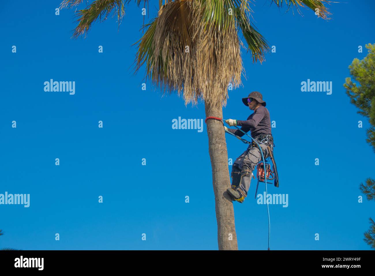 Palm tree pruner climbing up the trunk of a washingtonia palm tree ...