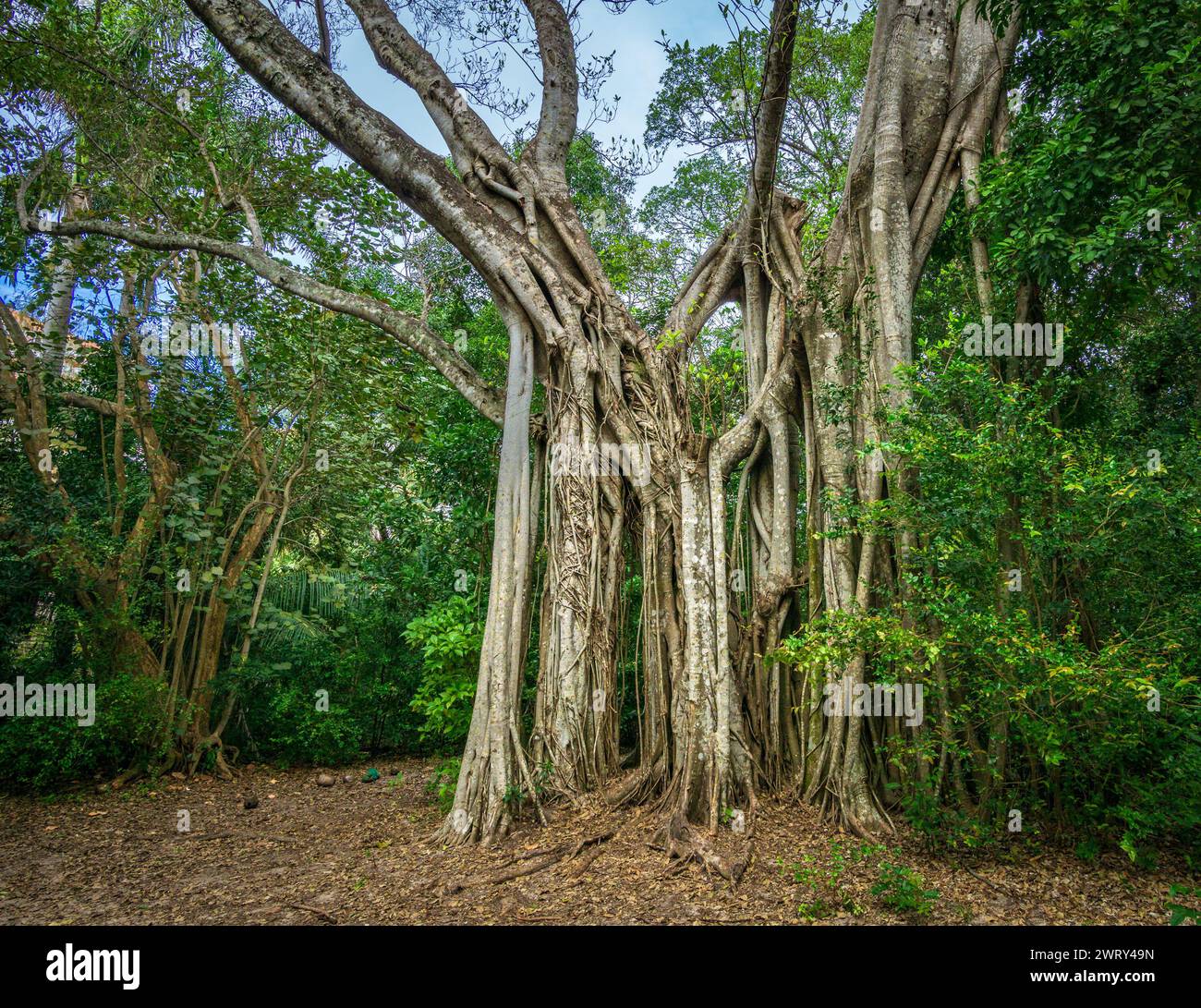 Fort Lauderdale, FL - US - Feb 7, 2024 The Strangler Fig at Bonnet ...