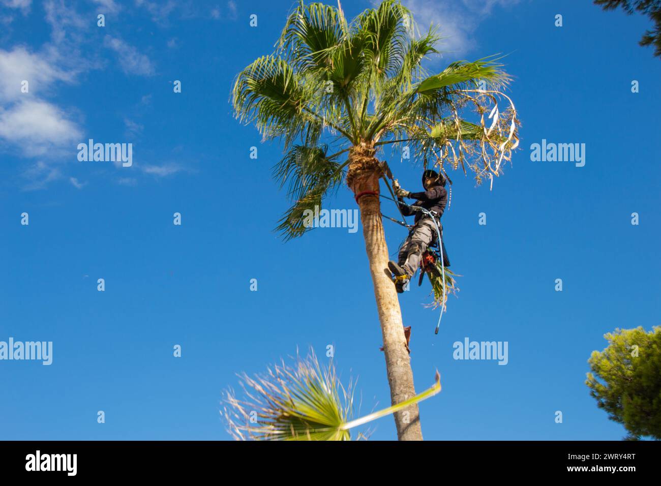 Palm tree pruner cleaning a washingtonia palm tree with blade and ...